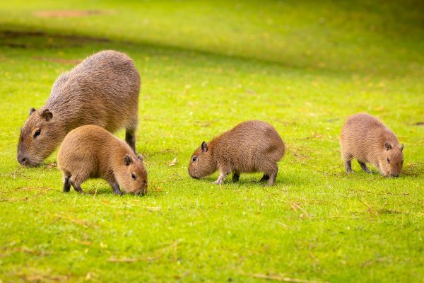 Capybara và câu chuyện đằng sau con thú này - TRANJ STUDIO